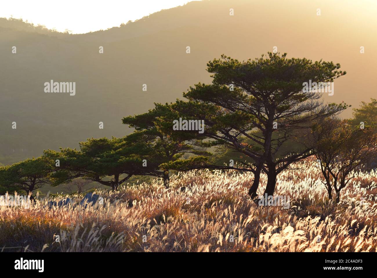 Ebino Plateau Kagoshima Japan Stock Photo - Alamy