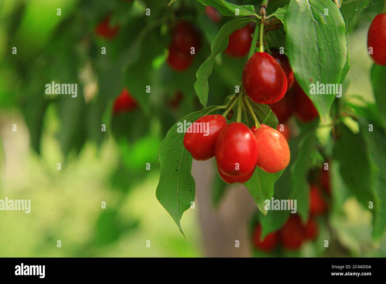 Quality of cherries hi-res stock photography and images - Alamy