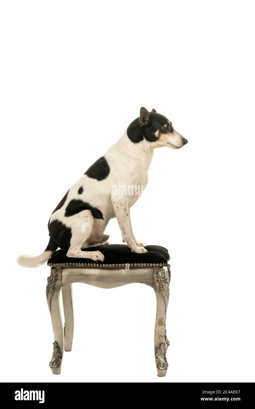 Dutch boerenfox terrier dog sitting in a chair facing sideways isolated ...