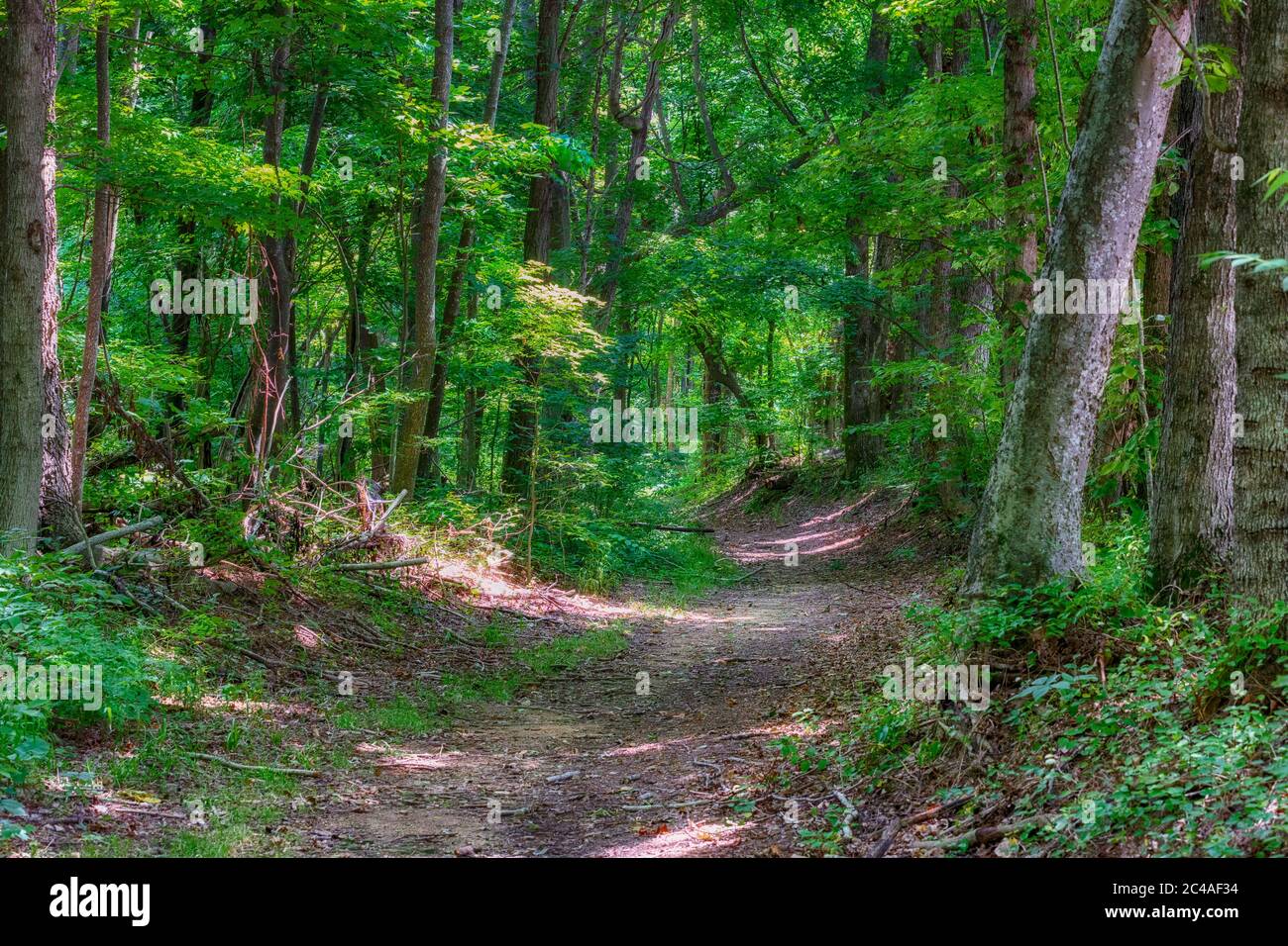 A section of the original Old Natchez Trace Trail Stock Photo - Alamy