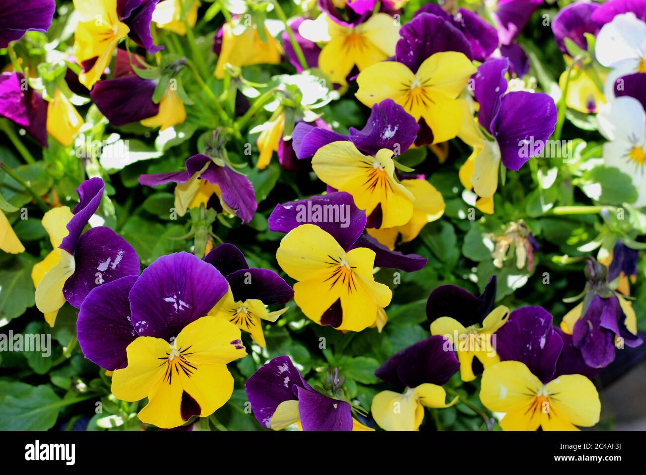 Close up of yellow and purple Johnny Jump Up Viola Tricolor flowers ...