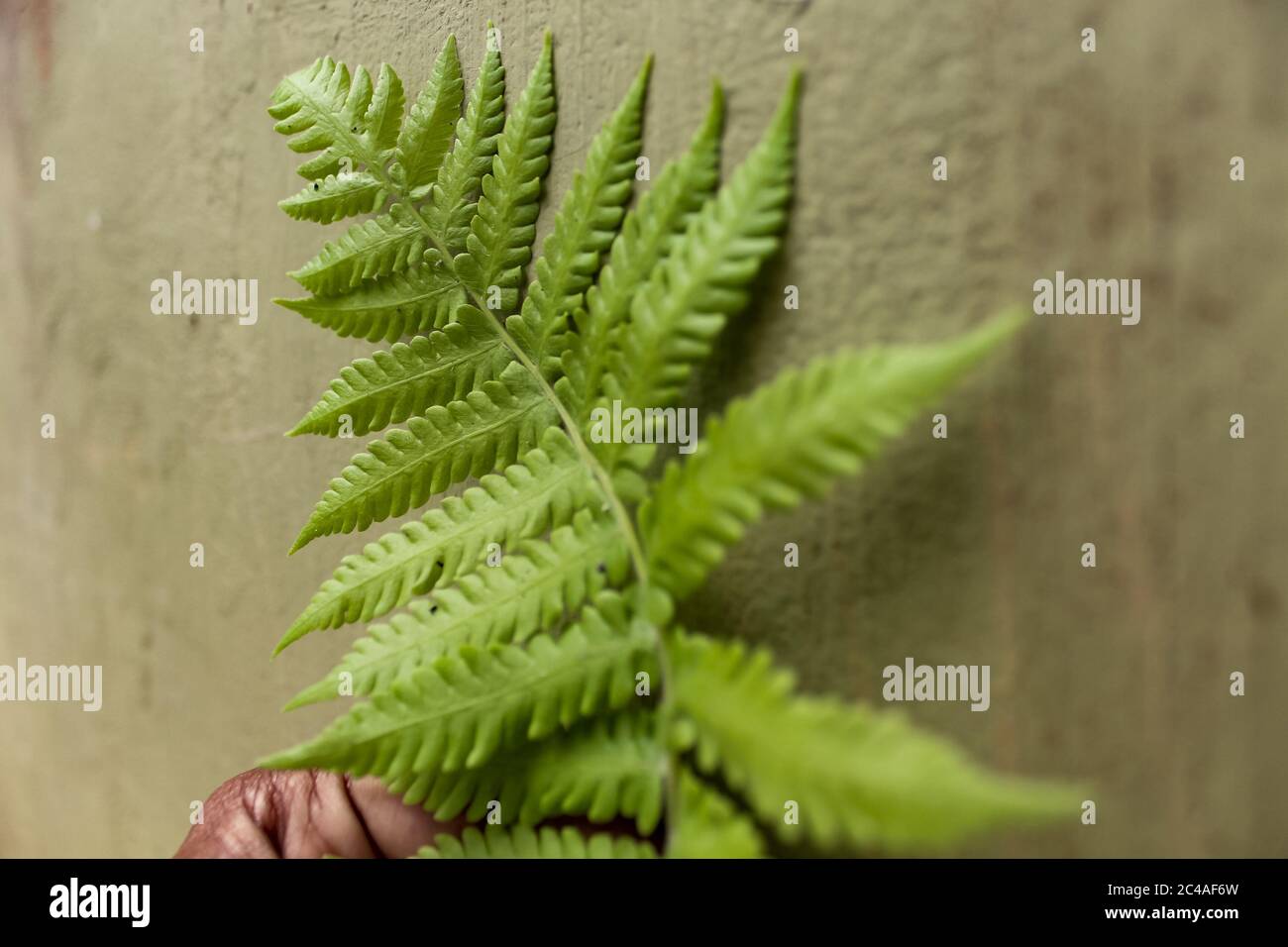 Beautiful leaf on hand Stock Photo - Alamy