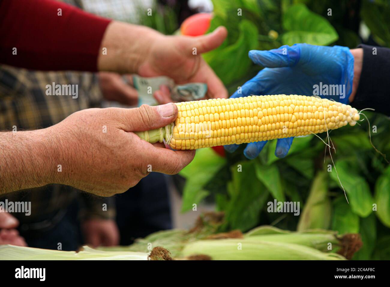 Giving a corn to the customer in the grocery shop Stock Photo - Alamy