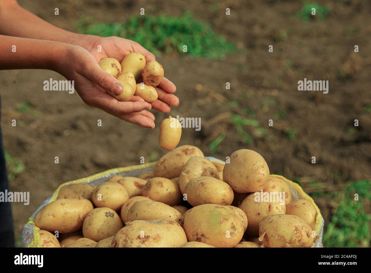Throwing potatoes into white case in the farm Stock Photo - Alamy