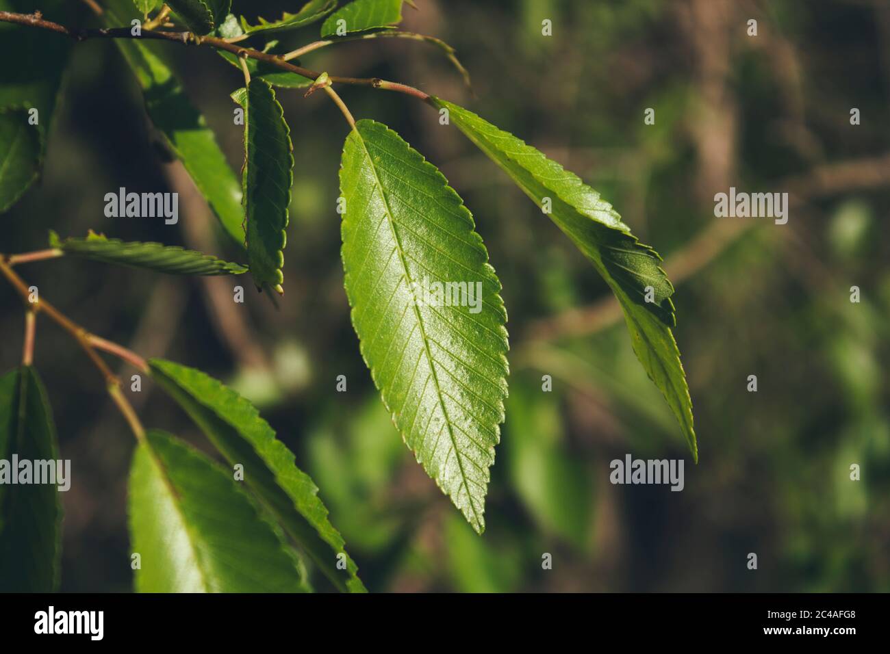 Foliage of Elm tree. Green foliage Stock Photo - Alamy