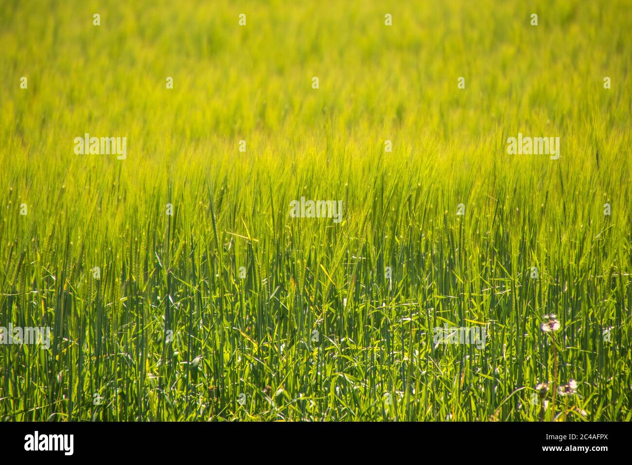 A field with lovely tall and floating grass which has been freshly ...