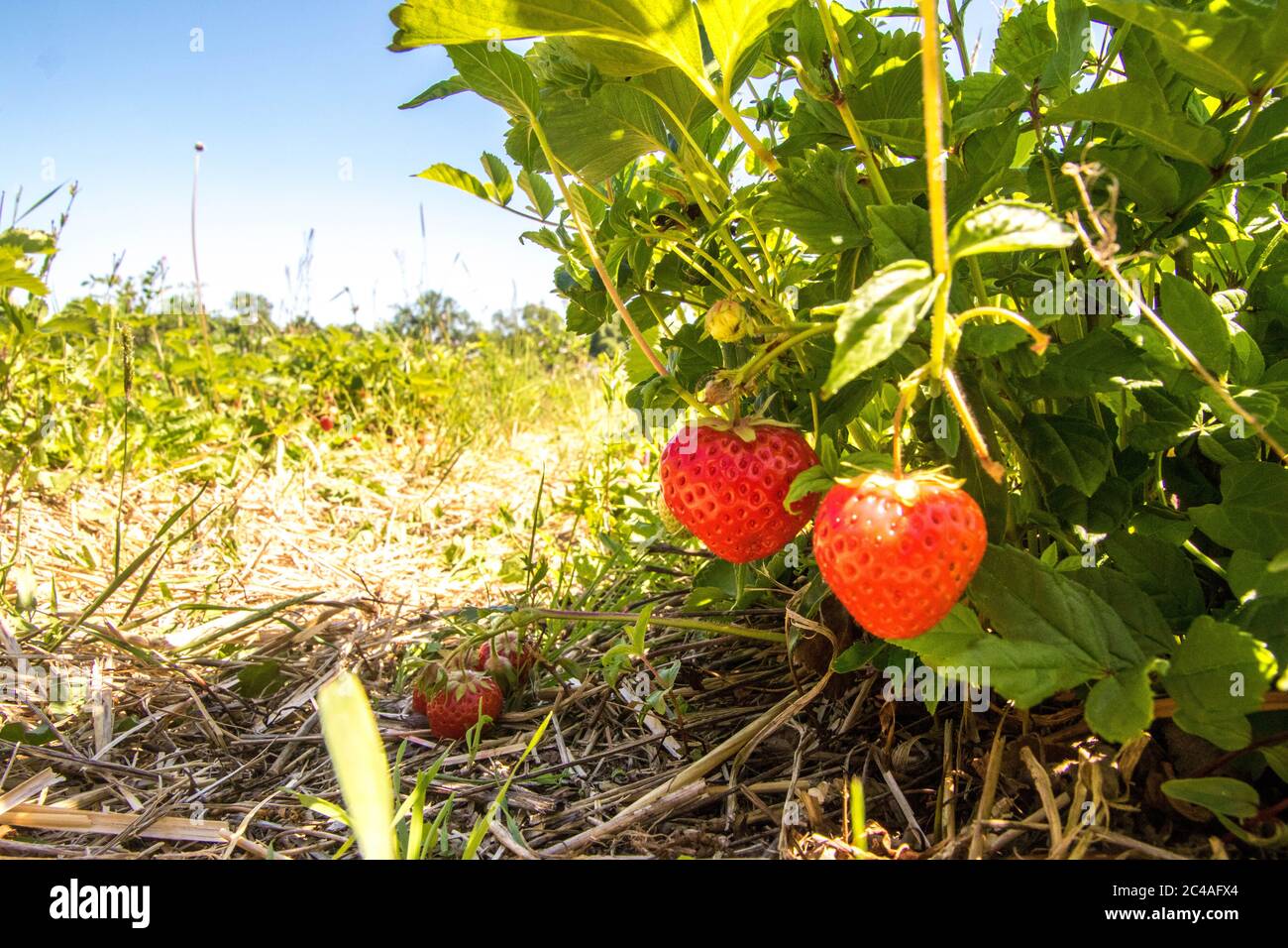 Berry pickers scotland hi-res stock photography and images - Alamy