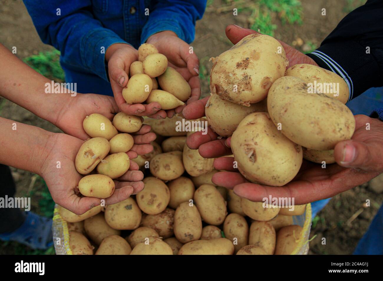 Holding potato hi-res stock photography and images - Alamy