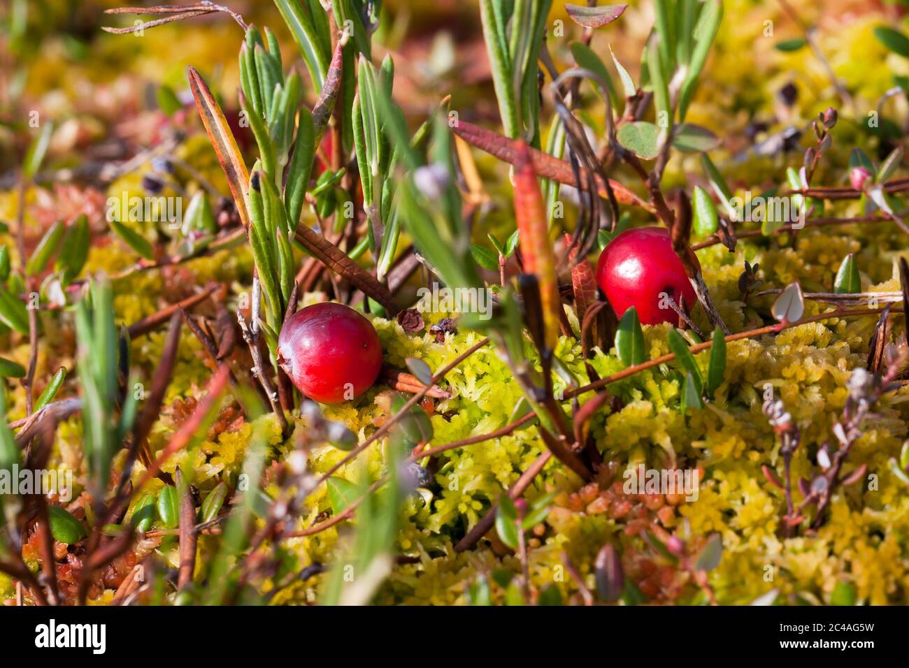 Red stem moss hi-res stock photography and images - Alamy