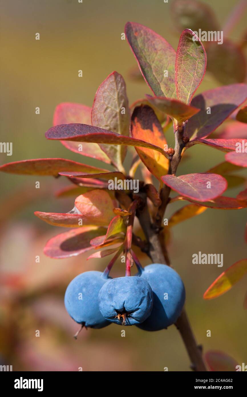 Swamp berry hi-res stock photography and images - Alamy