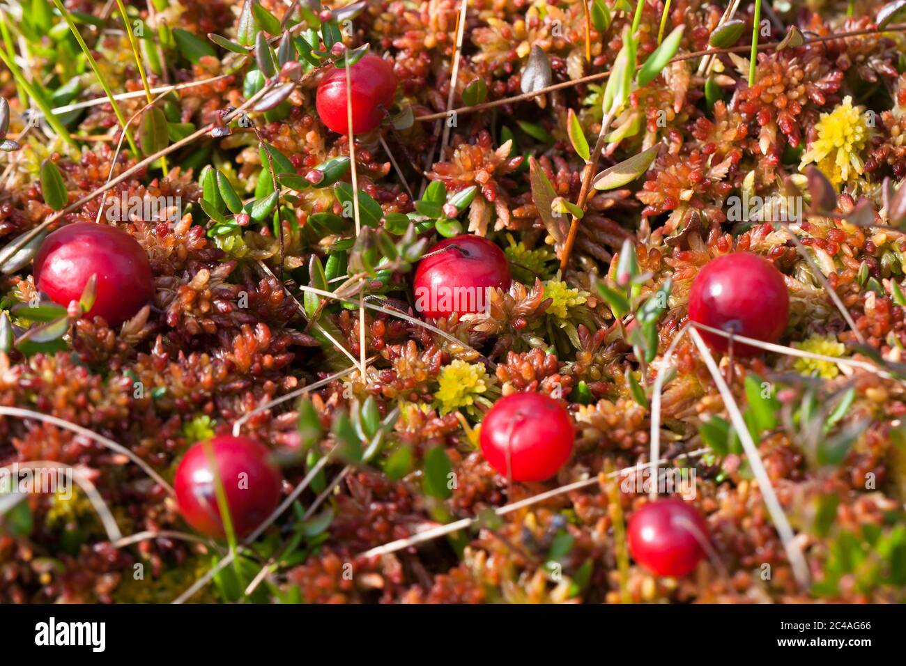 Red stem moss hi-res stock photography and images - Alamy