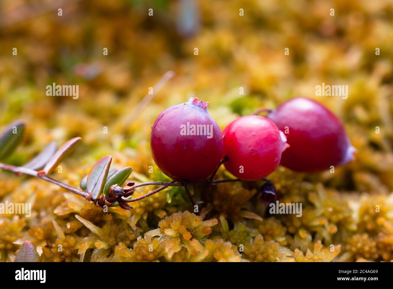 Red stem moss hi-res stock photography and images - Alamy