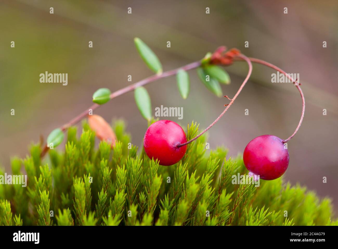 Red marsh hi-res stock photography and images - Alamy