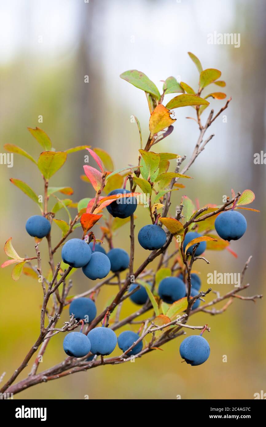 Swamp berry hi-res stock photography and images - Alamy