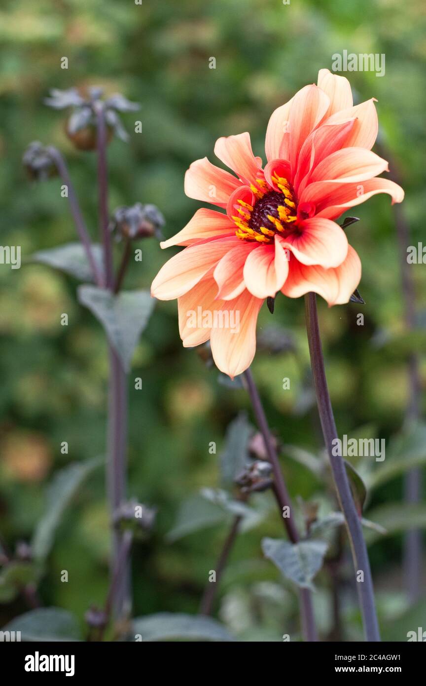 Orange dahlia in bloom at English allotment Stock Photo - Alamy