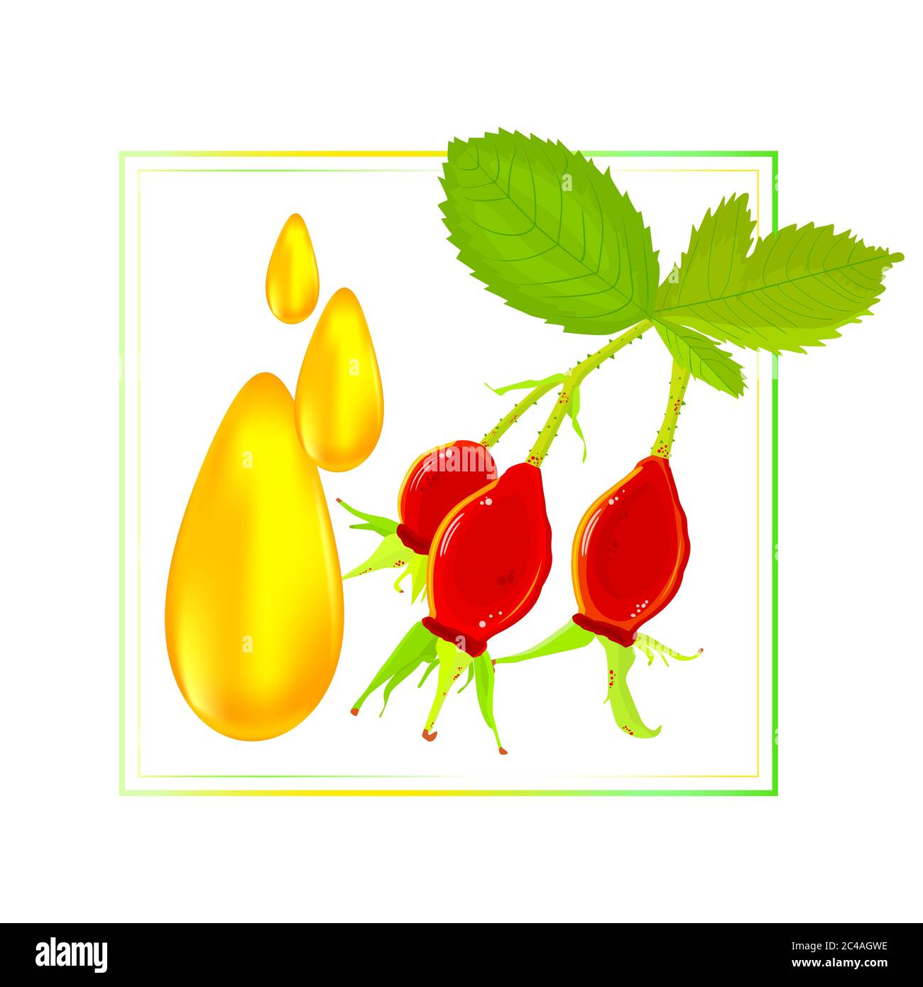 Wildrose vector vectors hi-res stock photography and images - Alamy