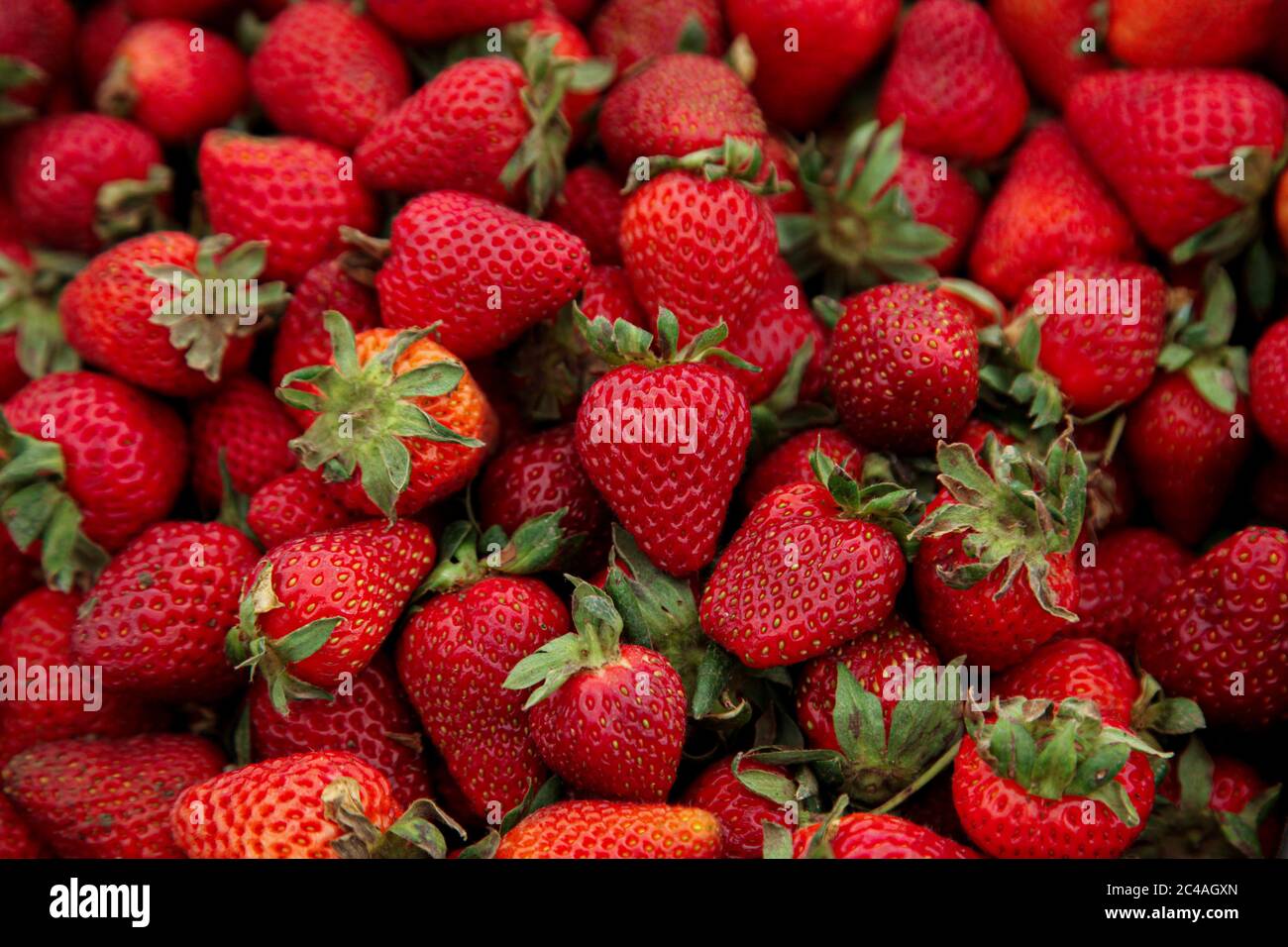 Strawberries with green stems hi-res stock photography and images - Alamy