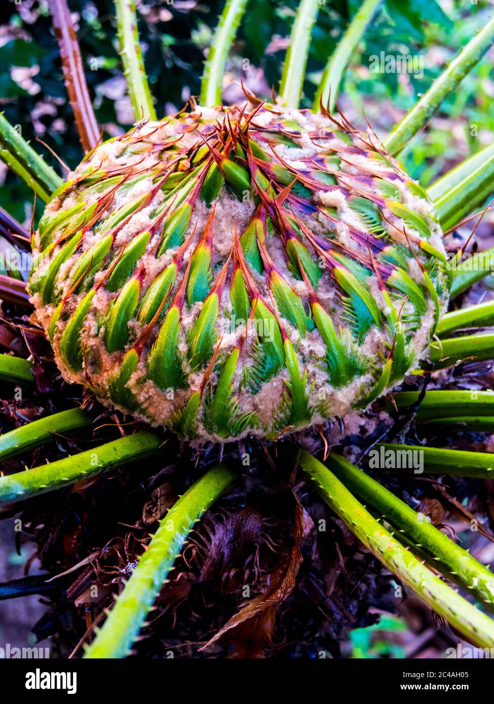 Cycas siamensis hi-res stock photography and images - Alamy