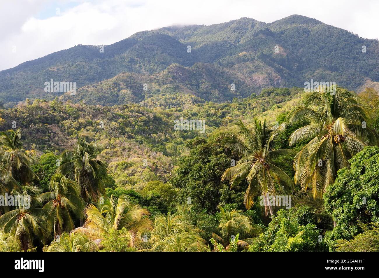 Top view jungle forest in hi-res stock photography and images - Alamy