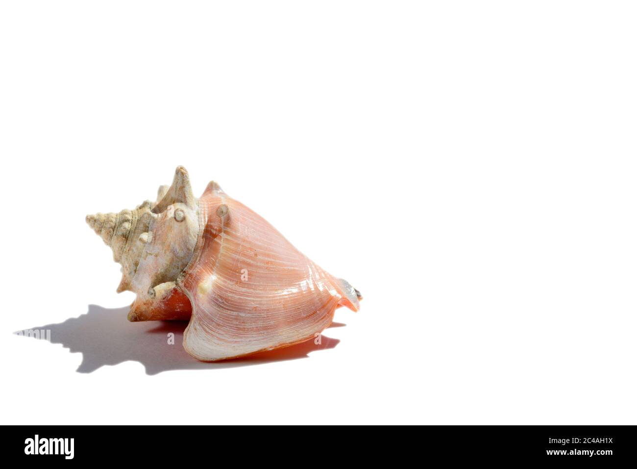 Nice shell Cut Out Stock Images & Pictures - Alamy
