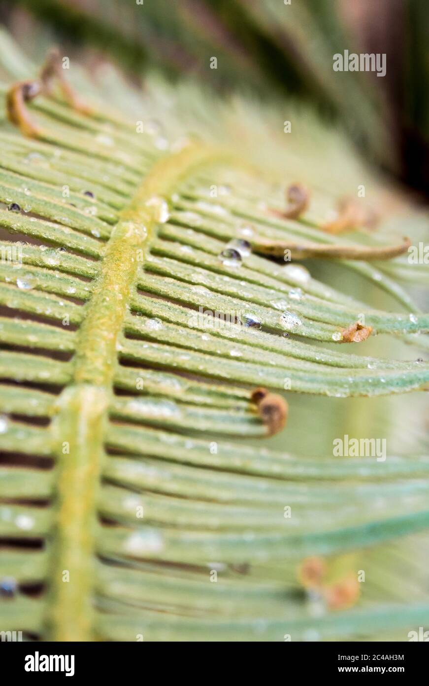 Spiky palm fronds hi-res stock photography and images - Alamy Spiky palm fronds hi-res stock photography and images - Alamy