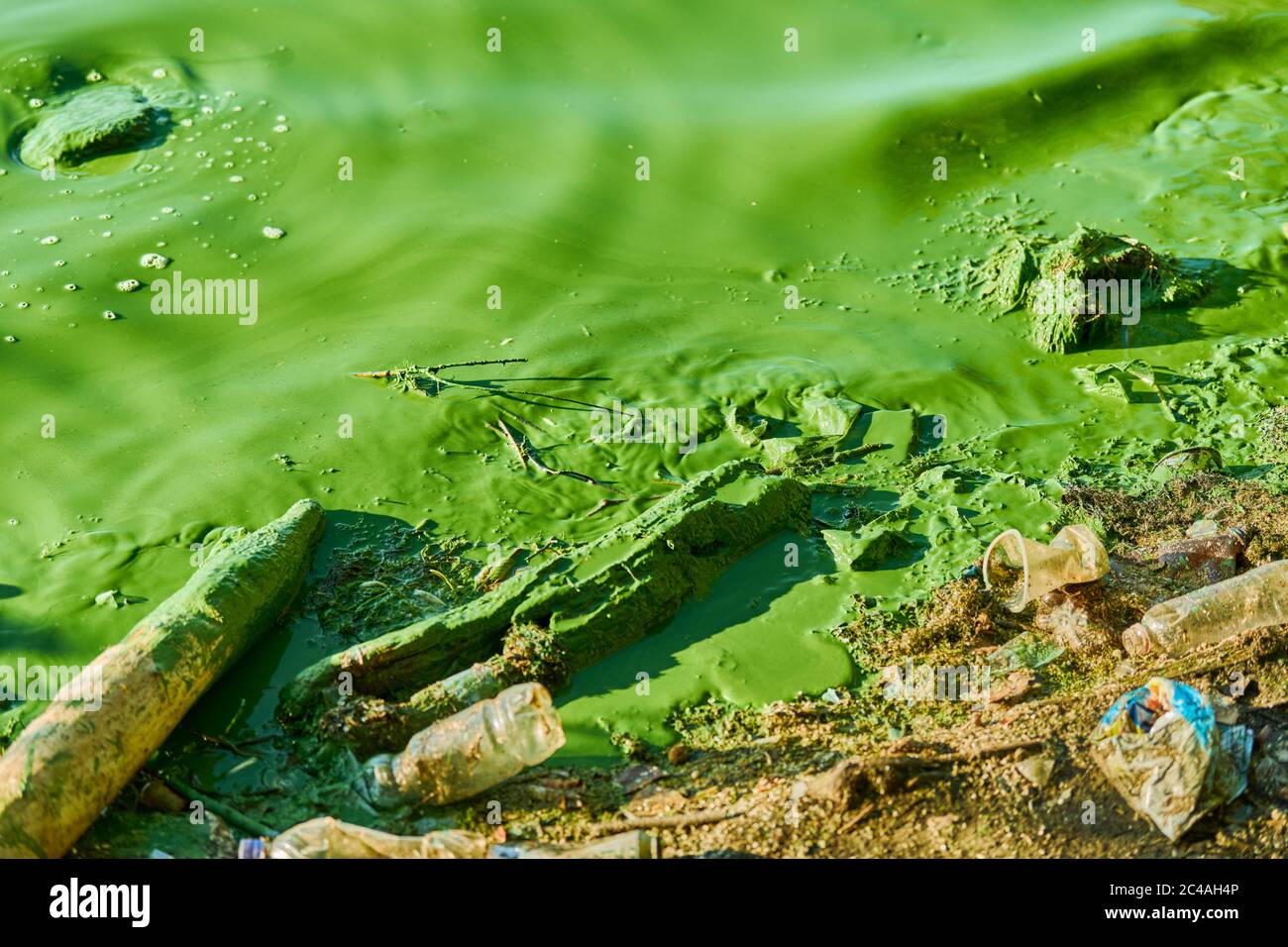 Environmental water pollution. Polluted river - dirty green water ...