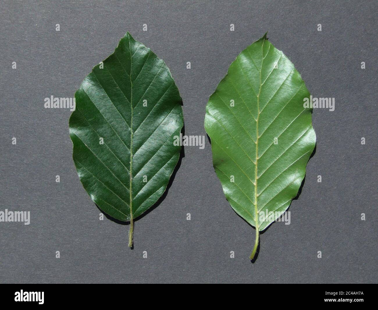 Common beech fagus sylvatica fruit hi-res stock photography and images ...