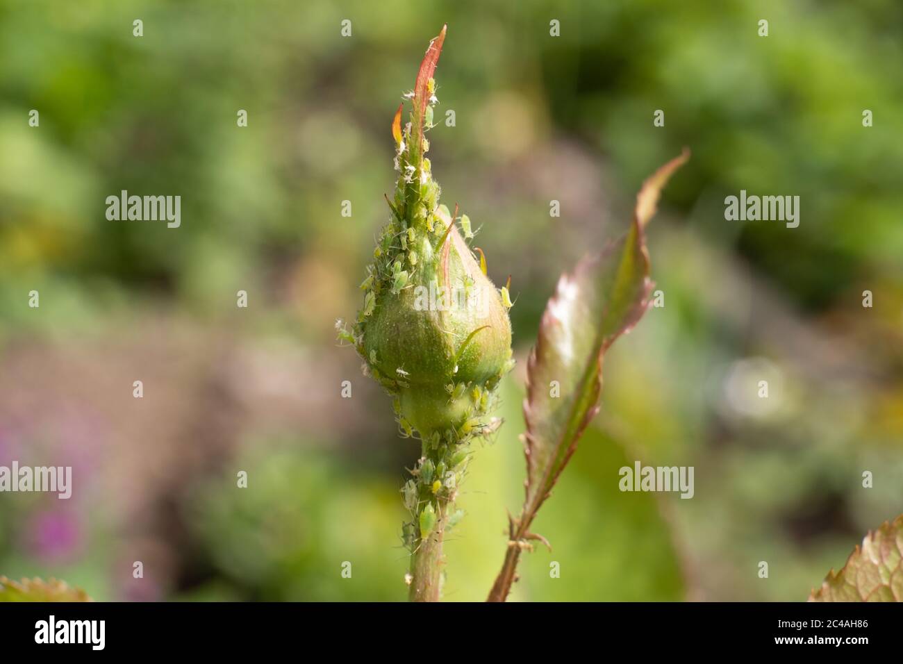 Sap sucking insects hi-res stock photography and images - Alamy