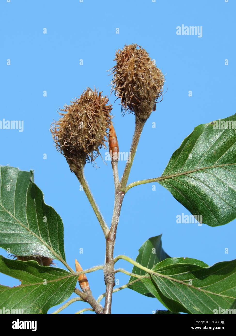 Common beech fagus sylvatica fruit hi-res stock photography and images ...