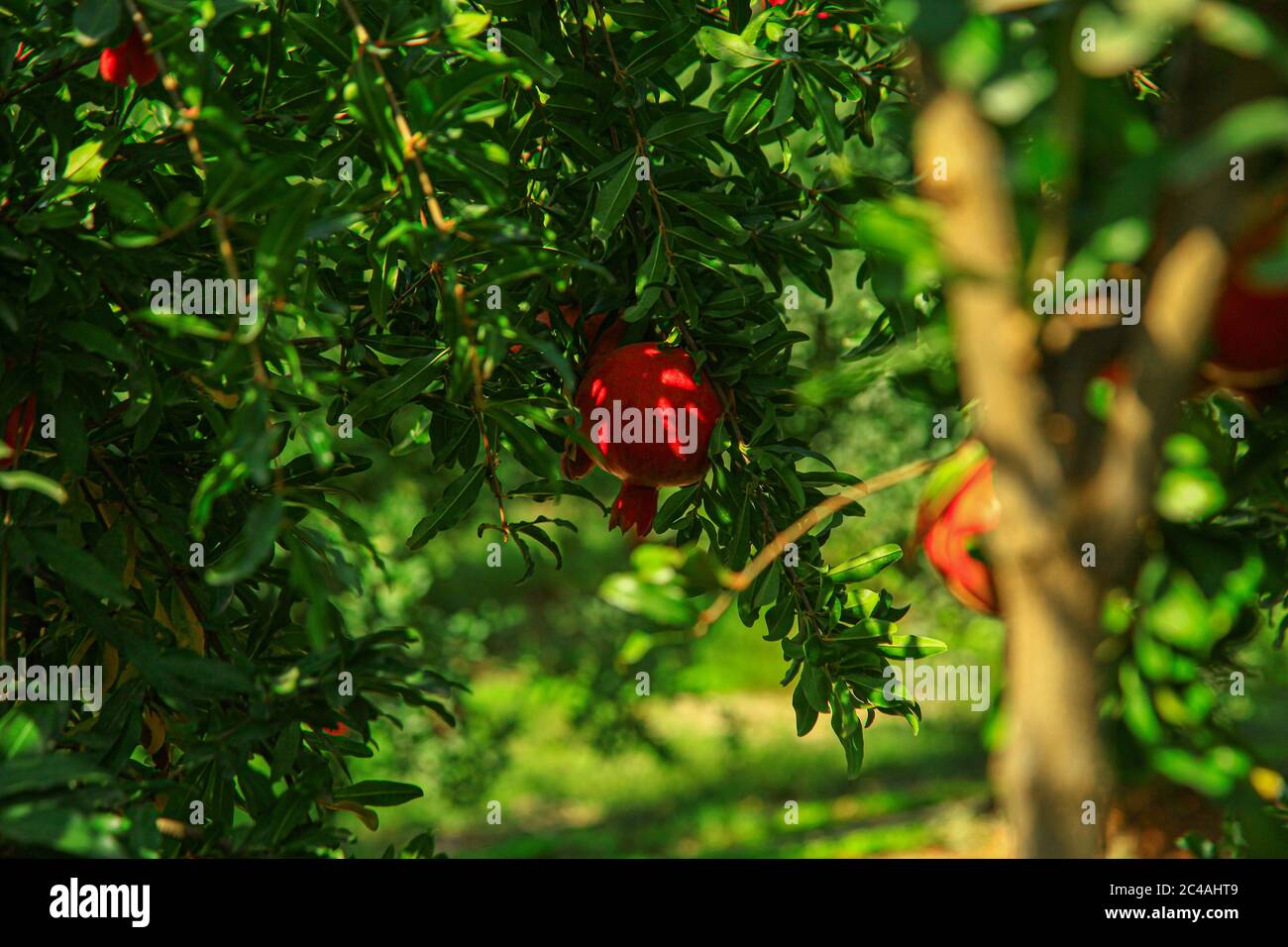 Red pomegranates in the green tree Stock Photo - Alamy