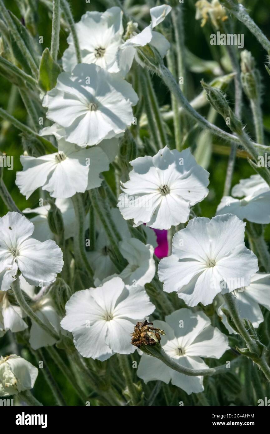 Lychnis coronaria 'Alba' flower White rose campion Stock Photo - Alamy