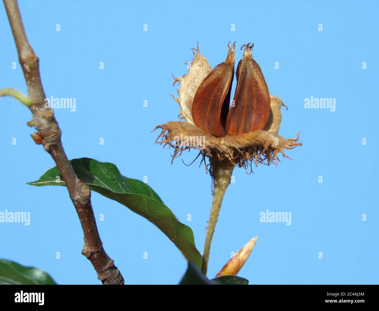 European tree red beech common Deciduous Foliage Stock Photo - Alamy