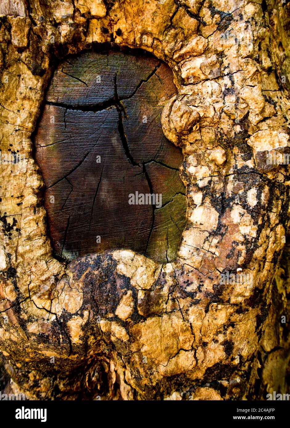 Close up to cut wound Texture of tree Stock Photo - Alamy