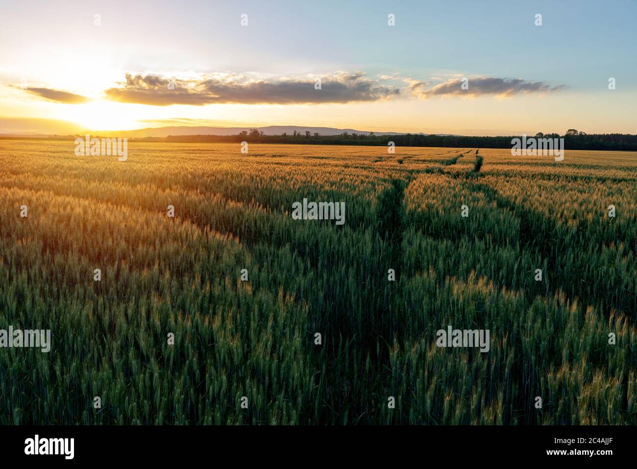 sunset over the wheat field with path ways crossing Stock Photo - Alamy