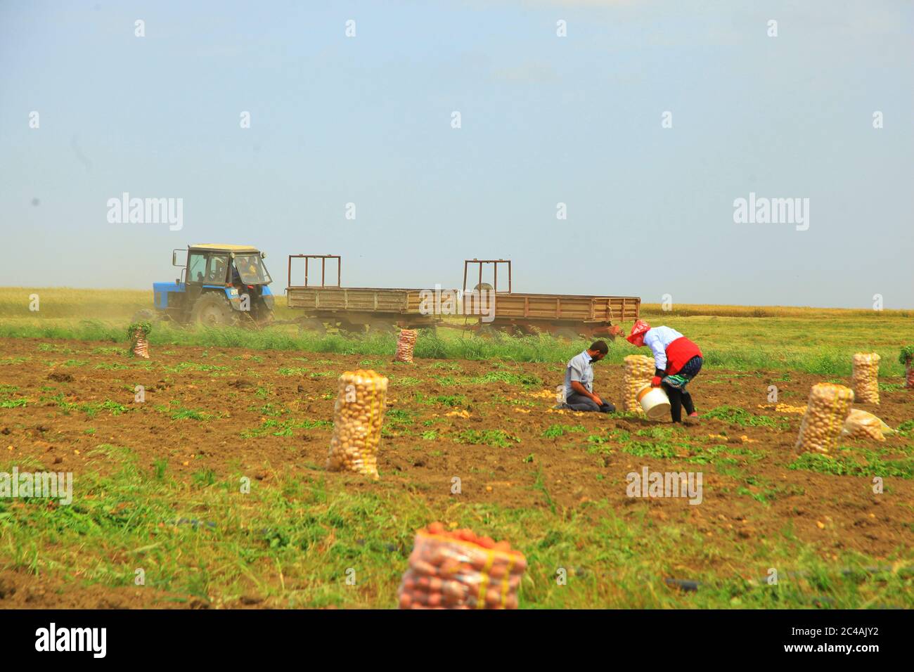 Farmers gathering harvest in the farm Stock Photo - Alamy