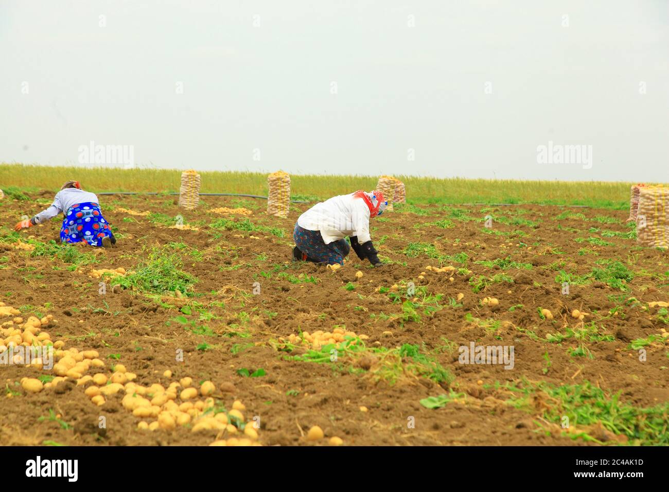 Farmers digging and removing potatoes from the land Stock Photo - Alamy