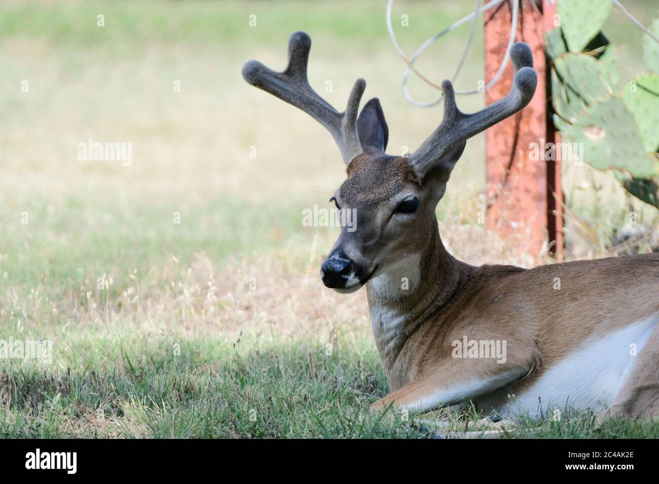 Deer buck laying in grass hi-res stock photography and images - Alamy