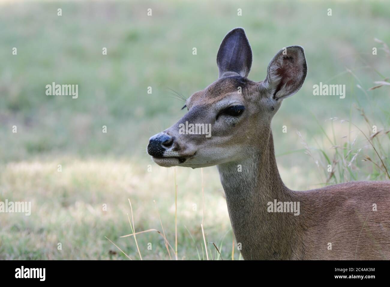 Female doe white-tailed deer odocoileus virginianus laying down in ...