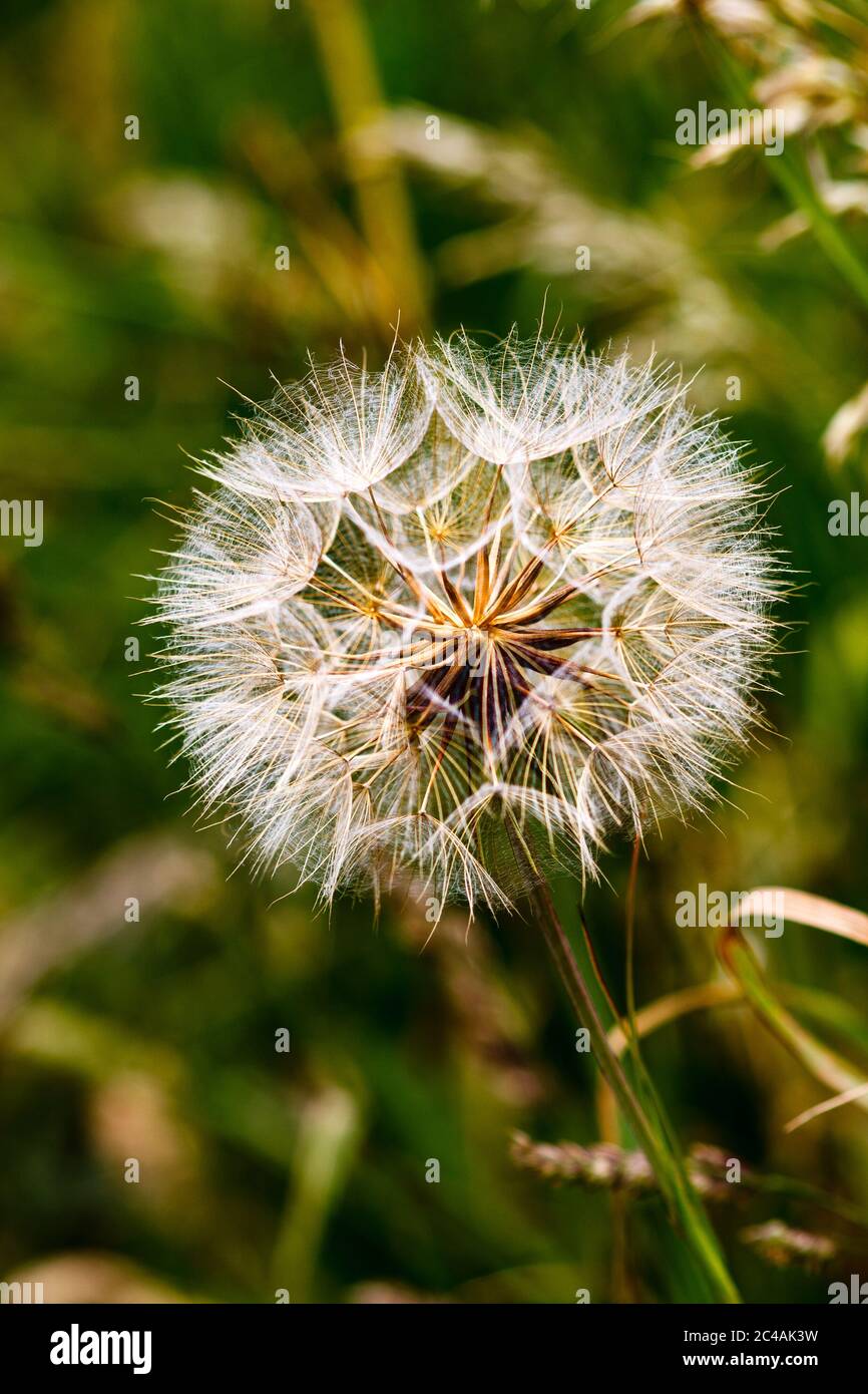 Dandelion clock, seed ready to be blown off by the wind ( or children ...