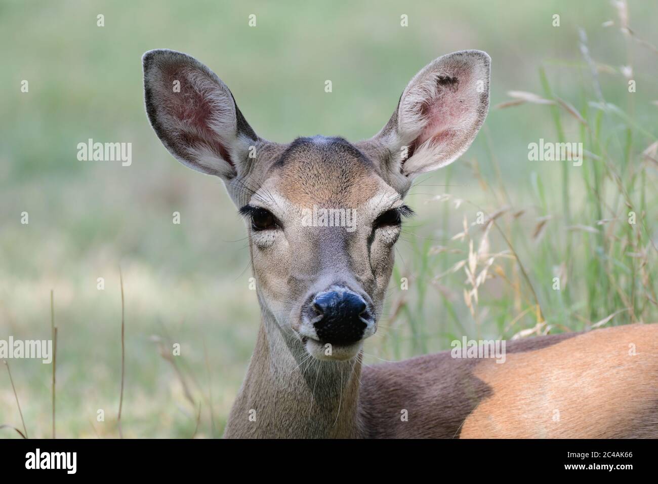 Female doe white-tailed deer odocoileus virginianus laying down in ...