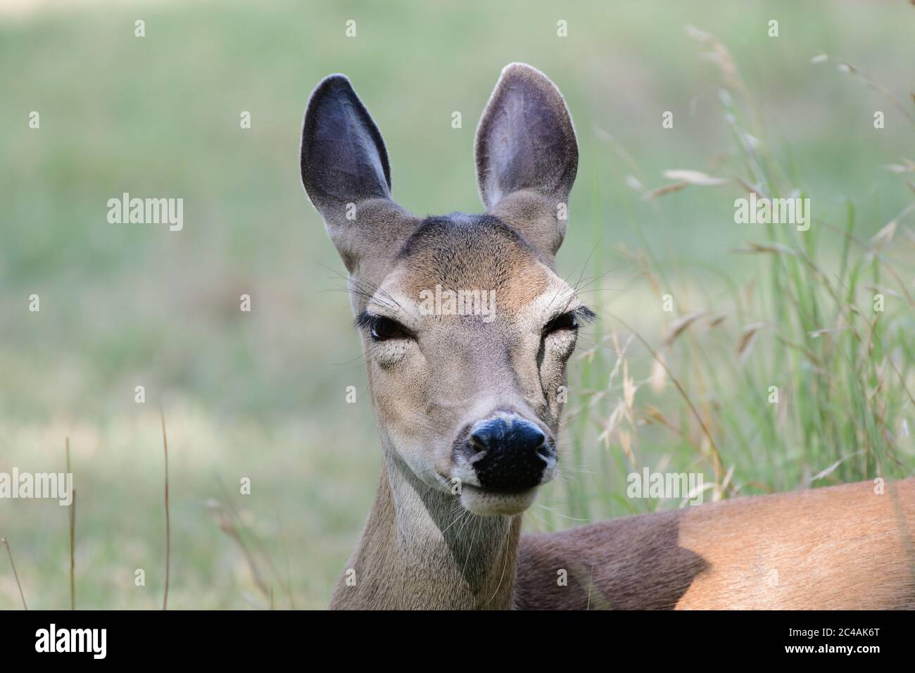 Female doe white-tailed deer odocoileus virginianus laying down in ...
