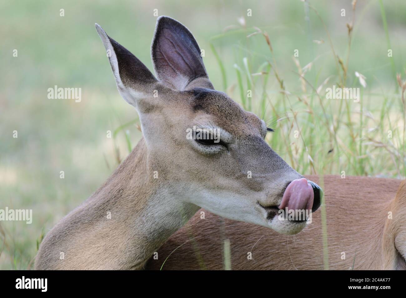 Female doe white-tailed deer odocoileus virginianus with tongue out ...