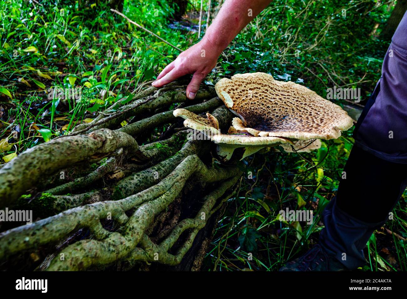 Large mushroom growing on some tree roots in a wood near a stream Stock ...