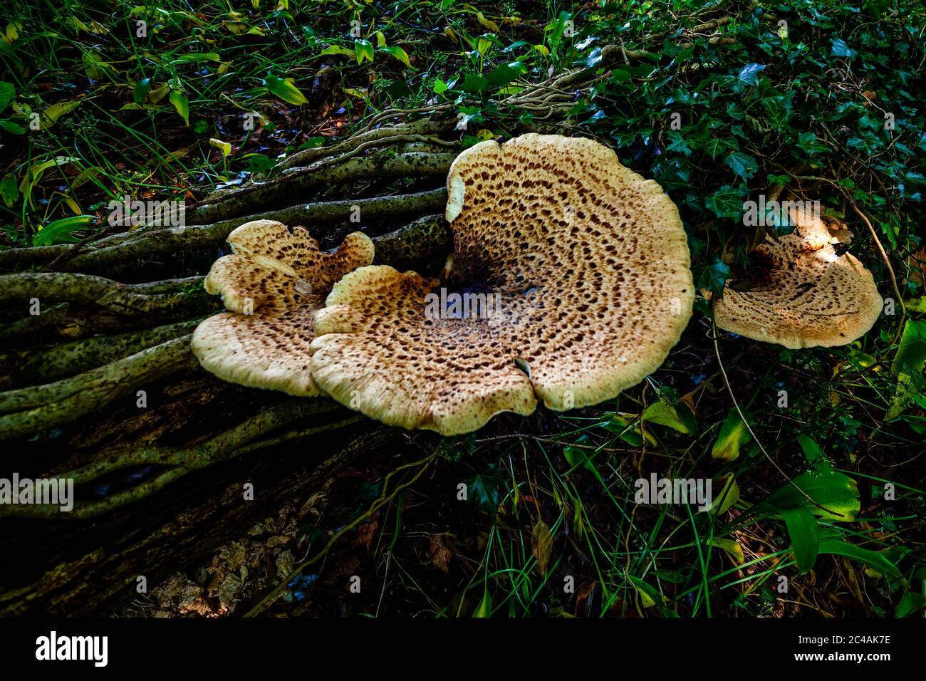 Fungi on tree roots hi-res stock photography and images - Alamy