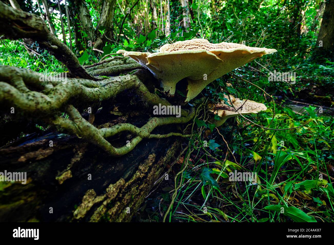 Large mushroom growing on some tree roots in a wood near a stream Stock ...