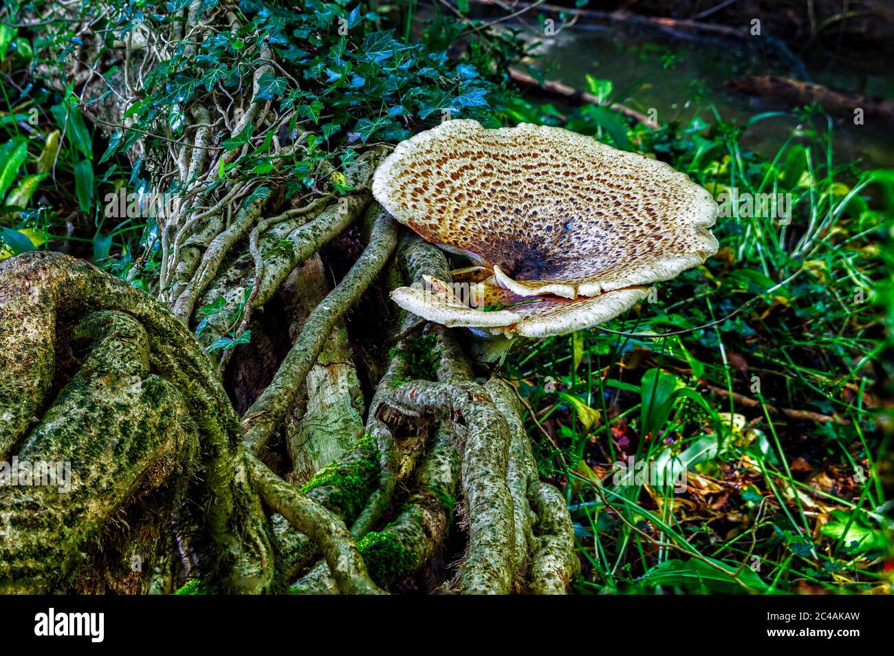 Fungi on tree roots hi-res stock photography and images - Alamy