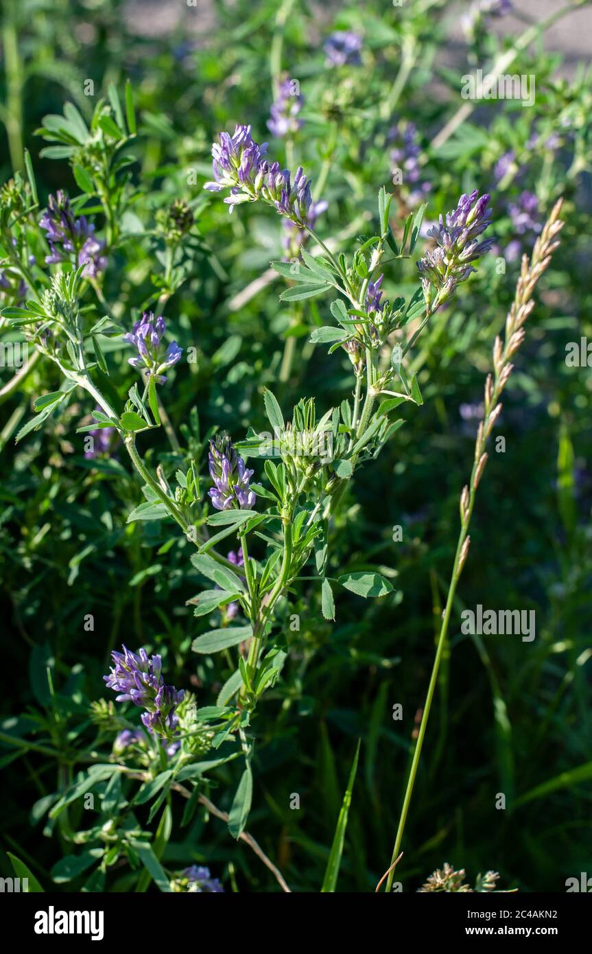 Alfalfa Flower