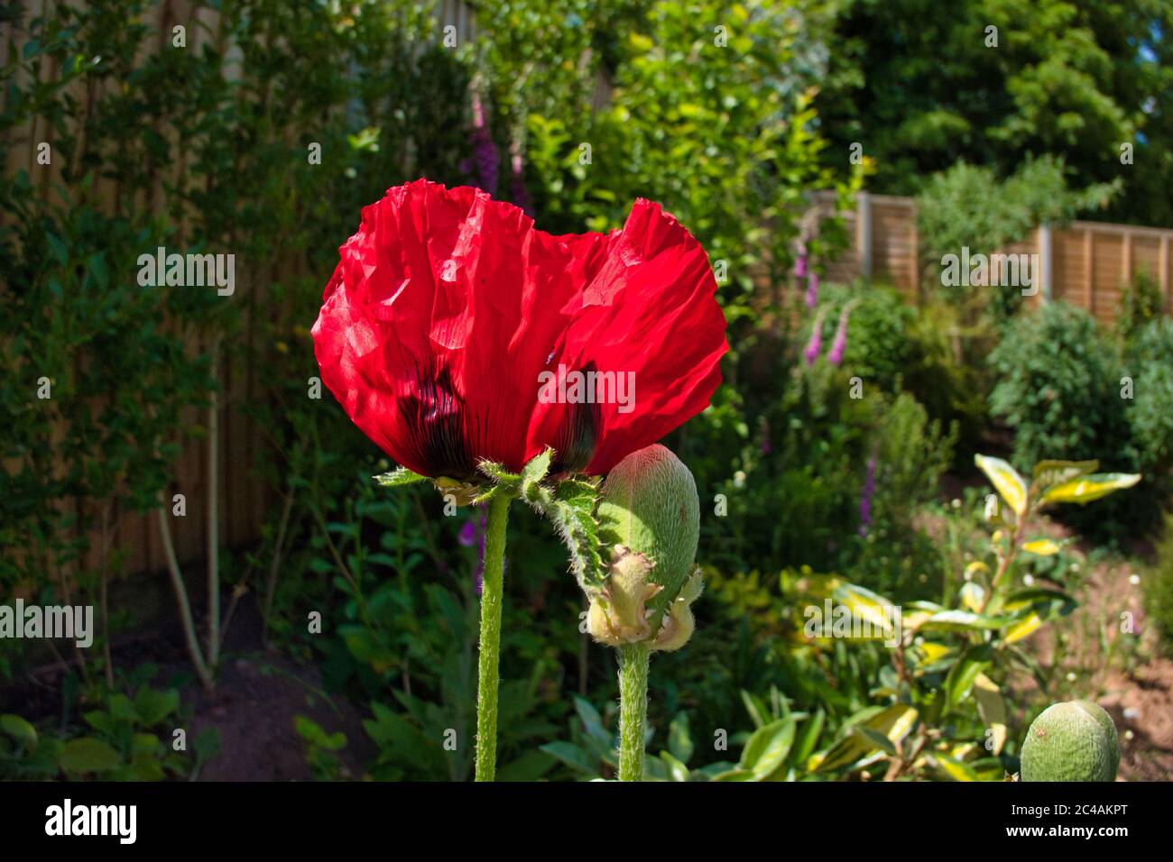 Papaver Beauty of Livermere Stock Photo - Alamy