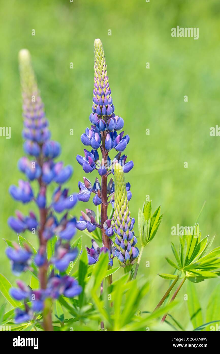 Flowering lupins, lupinus, in spring Stock Photo - Alamy