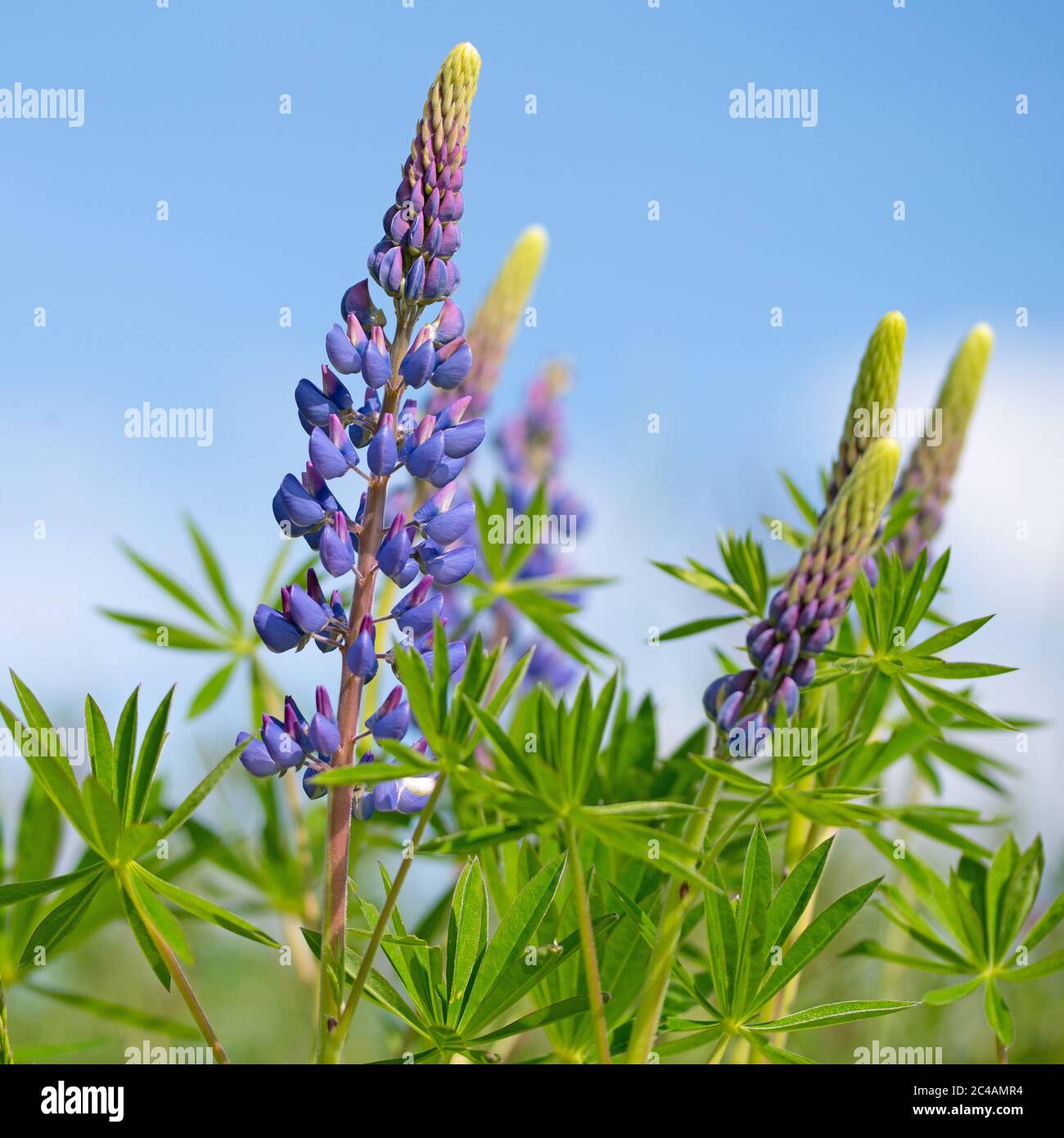 Flowering lupins, lupinus, in spring Stock Photo - Alamy